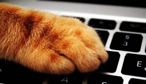 Hardening Website Security – Part 4: Safely Handling User Input | Int64 Software Blog